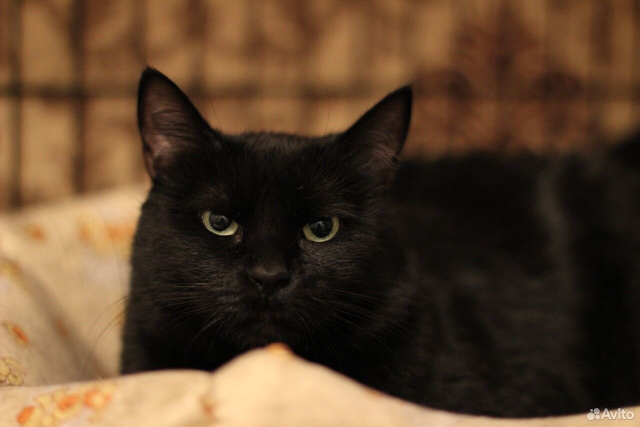 Кошка Блэкки. 4 года. В добрые ручки