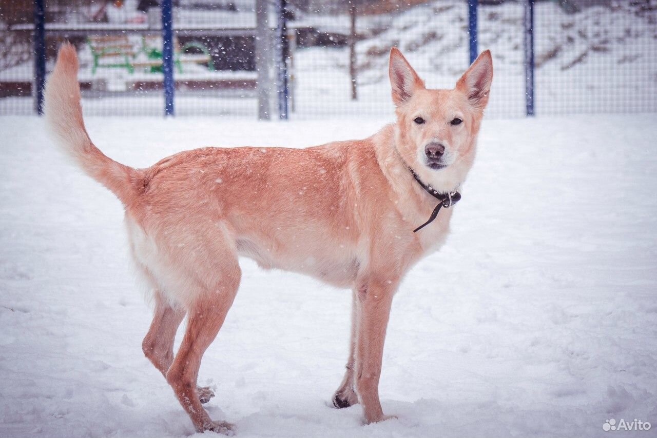 Отдам в добрые руки