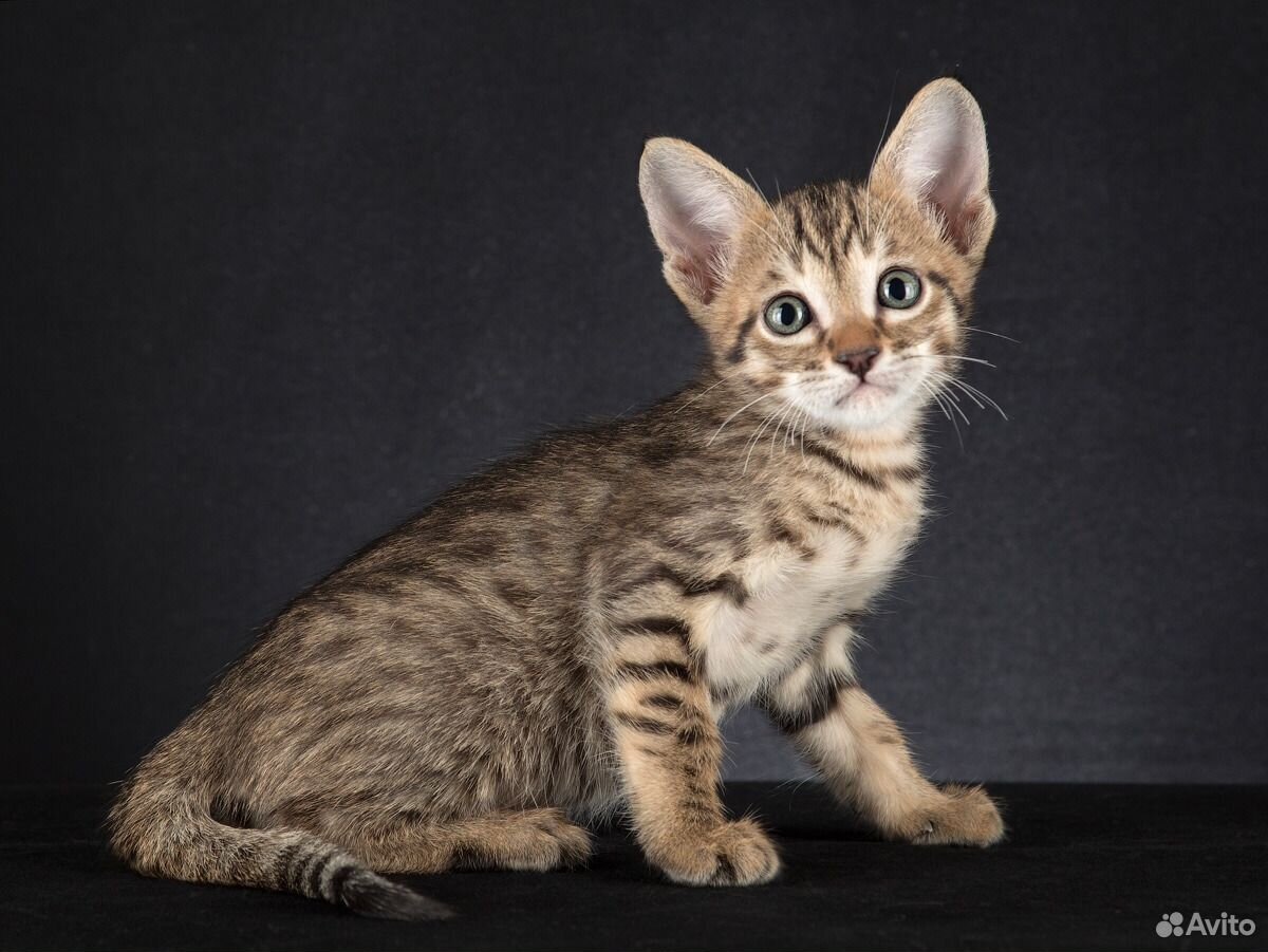 Египетская мау котик Голдис