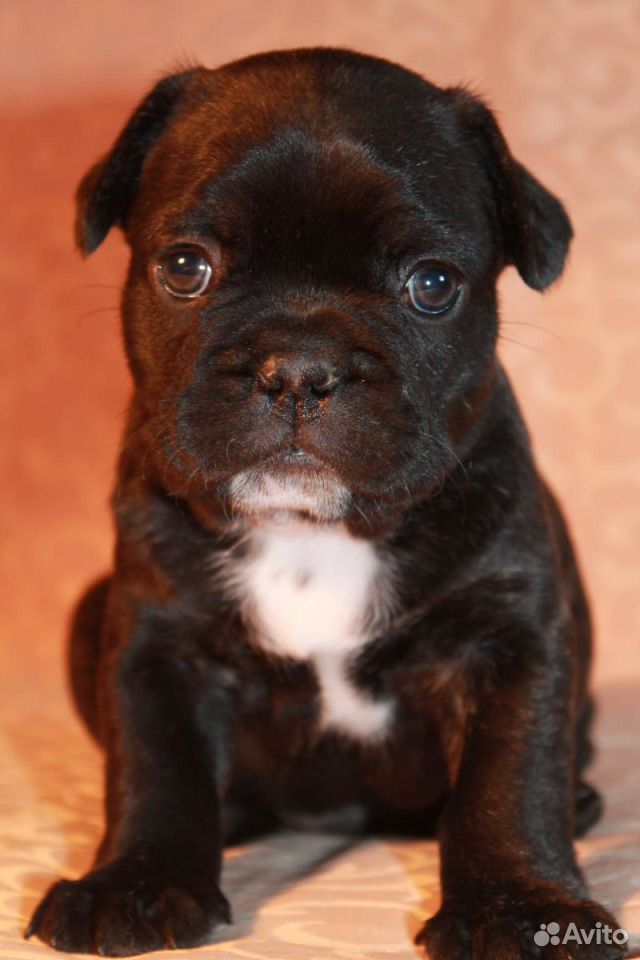 Тигровый кобель