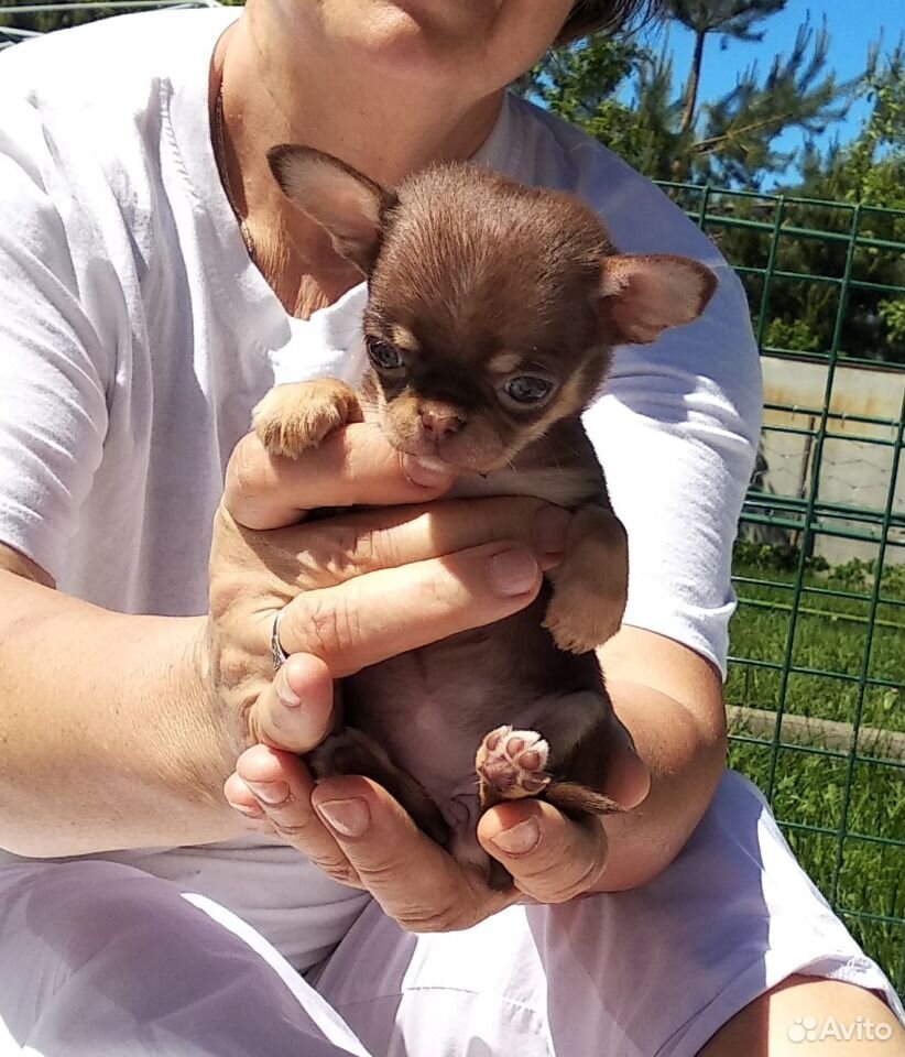Девчушки чихуа эксклюзив супермини