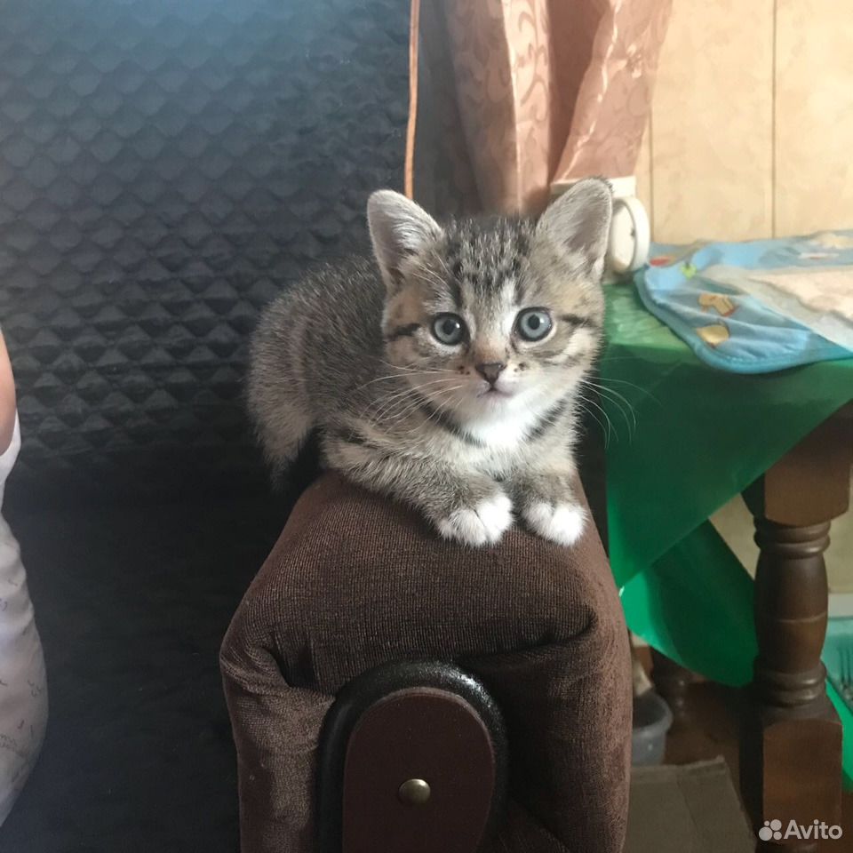Британские котята