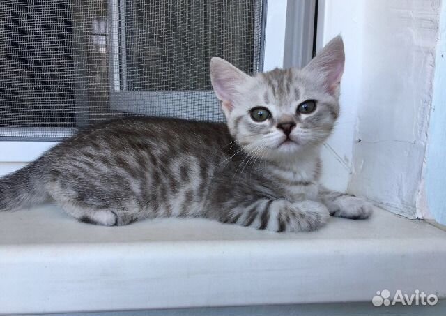 Котёнок британец