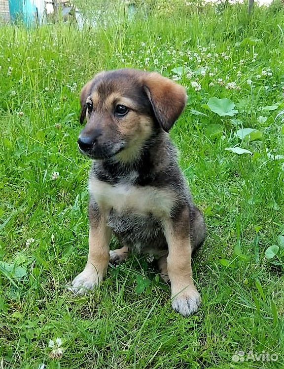 Щенок девочка Хлоя ищет семью