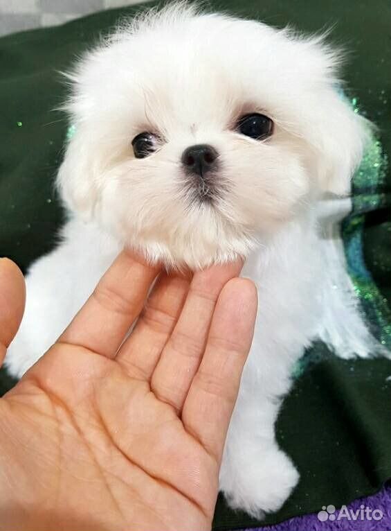 Девица красавица