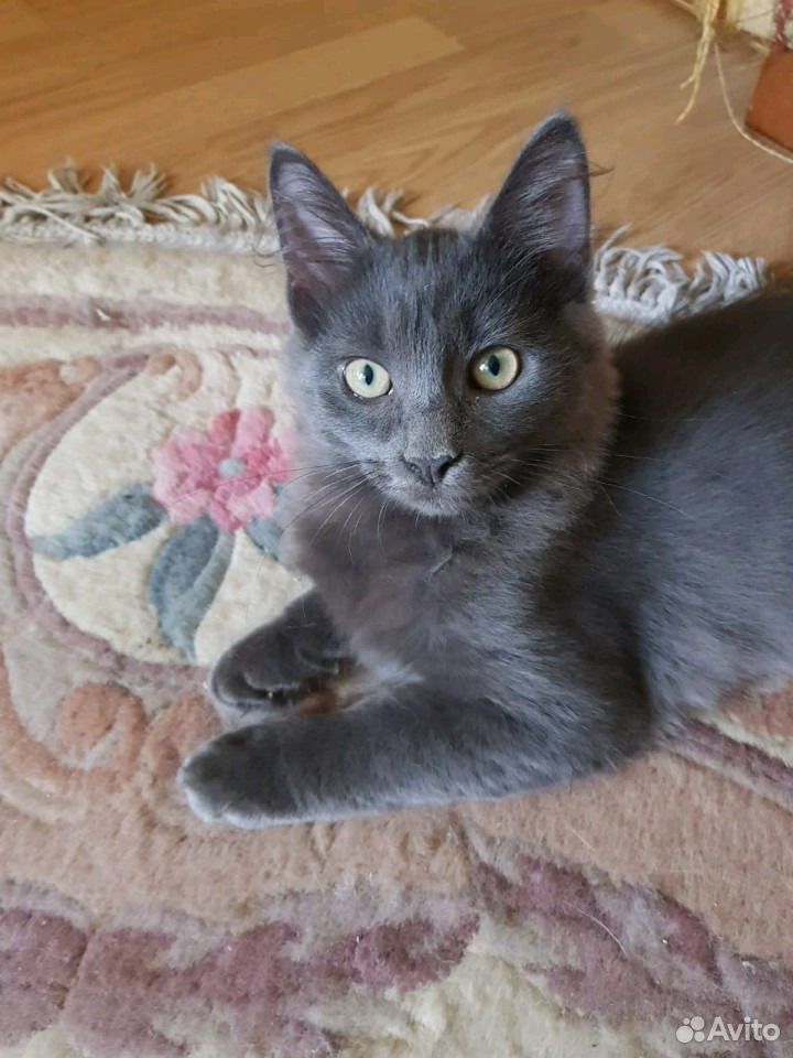 Русский голубой котенок 3,5мес мальчик привит