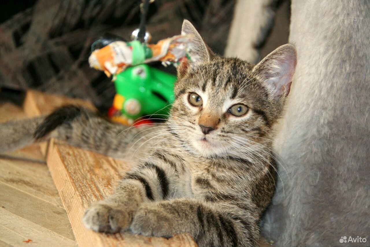 Котенок девочка полосаточка