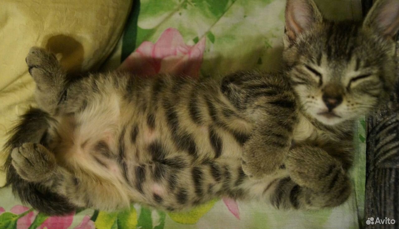 Котенок хочет найти семью