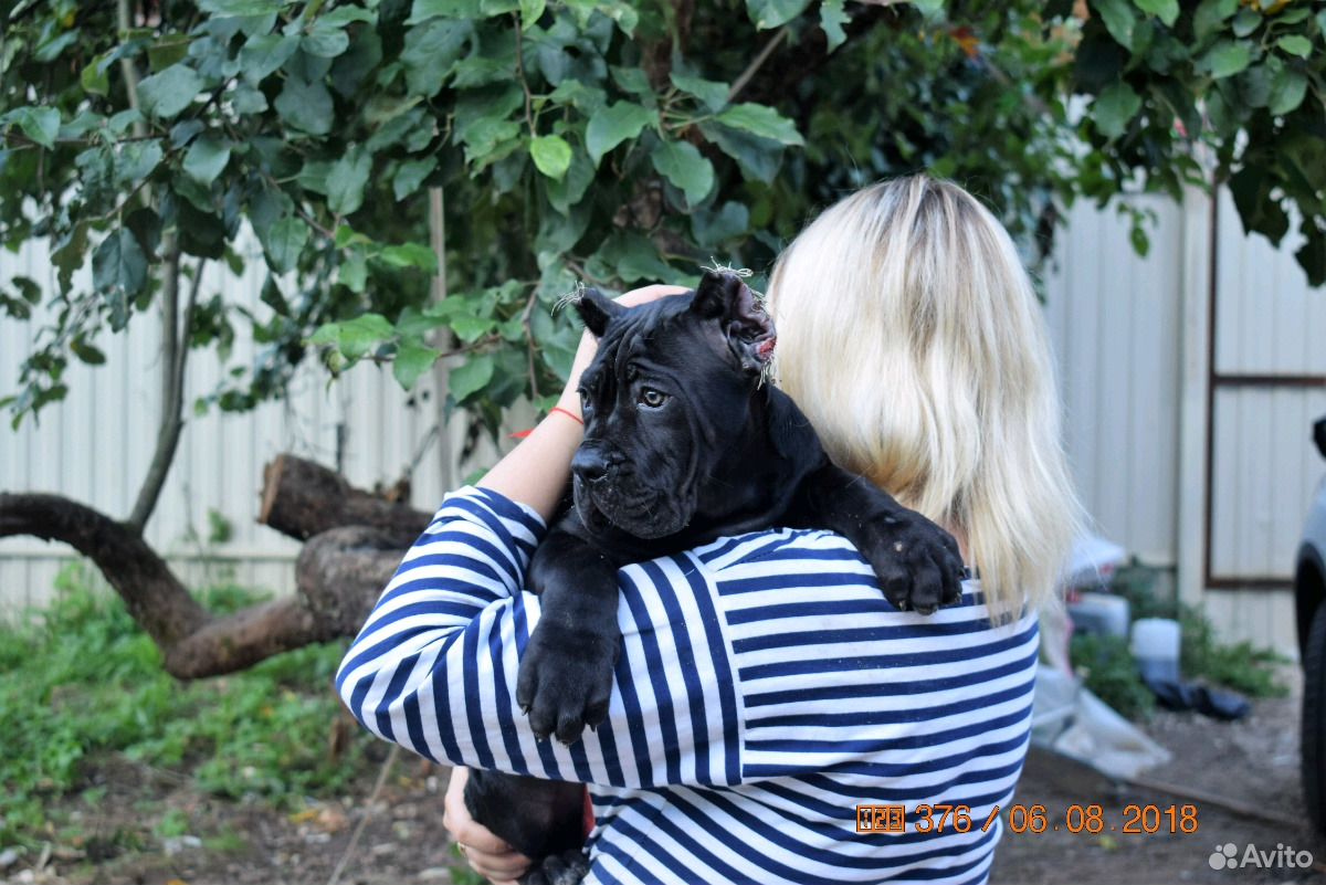 Черная пантера (Кане Корсо)