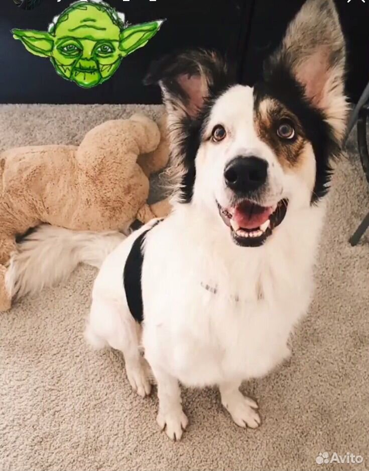 Джедай Йода