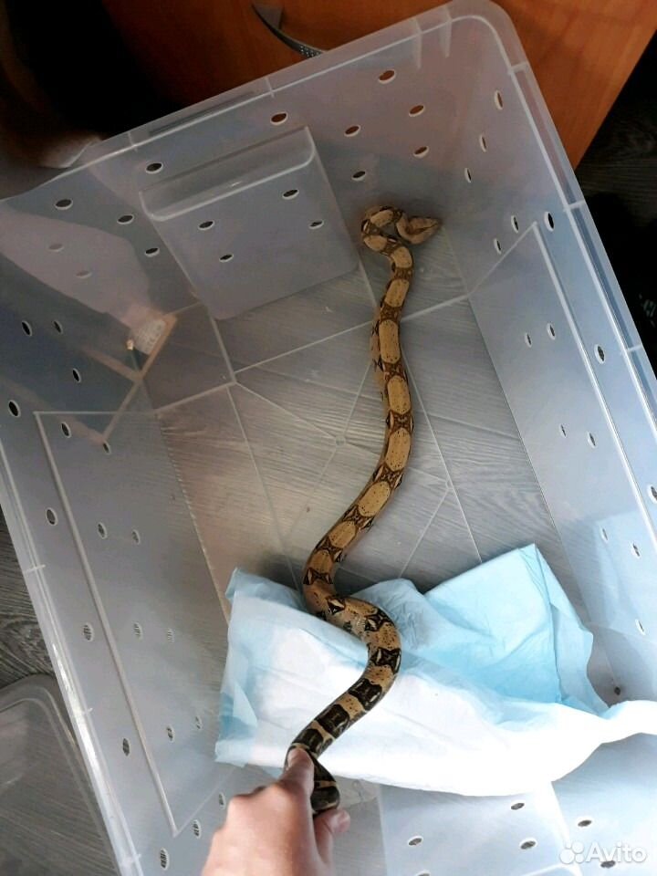 Boa constrictor imperator(императорский удав)