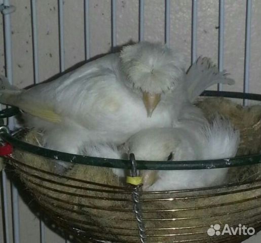Продажа канареек(самки и самцы)