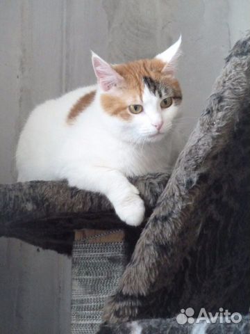 Кошечка Веснушка