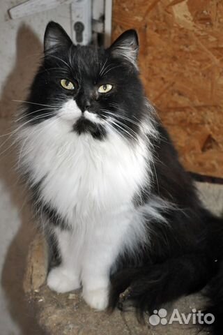 Ундина из приюта