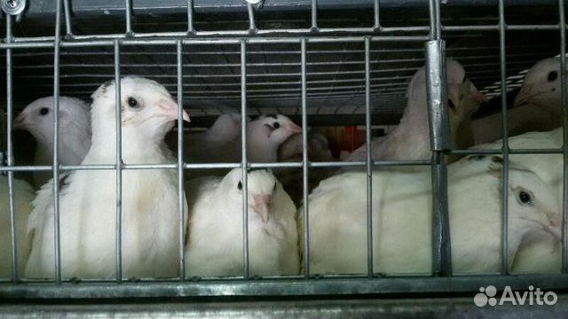 Перепела техасцы