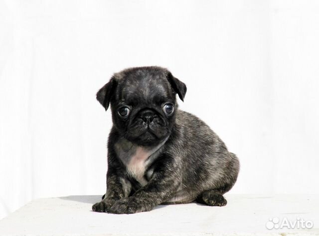 Милые щеночки