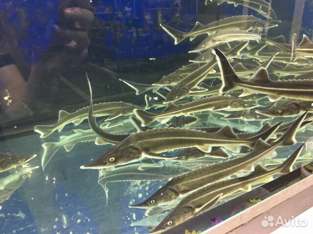 Бестер. Рыба для пруда. Малёк для зарыбления