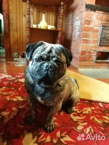 Мопс случка (вязка)