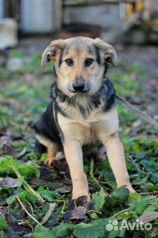 Толстенькие, стеснительные щенки ищут хозяев