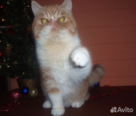 Красный серебристый биколор котик экзотик