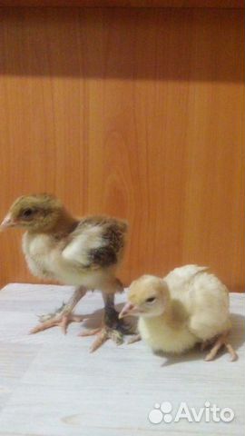 Индюшата.Цыплята
