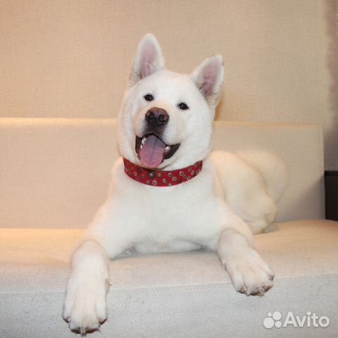 Американская Акита