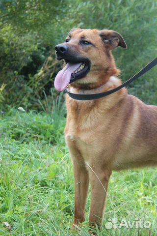 Рыжий красавец