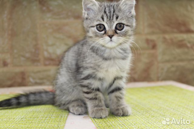 Шикарные котята скотиш страйт по договору дарения
