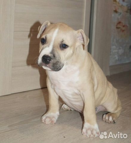 Стаффордширский терьер