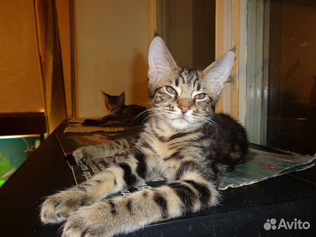 Чёрная молния