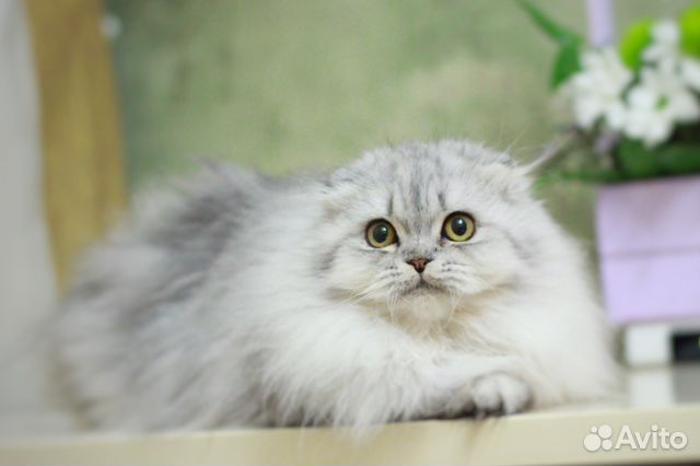 Роскошная принцесса