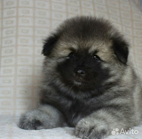 Щенок кеесхонда