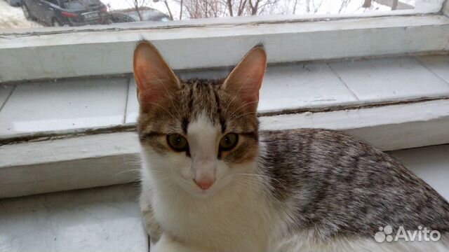 Котенок Тимон, 3 мес., в поиске дома