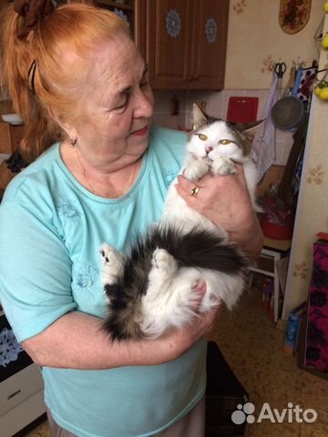 Отдам кошку в добрые руки, порода турецкий ван