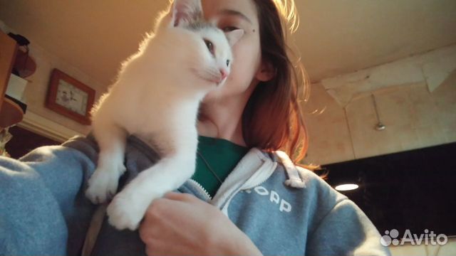 Кошка 1год