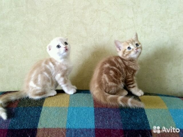 Шотландские котята