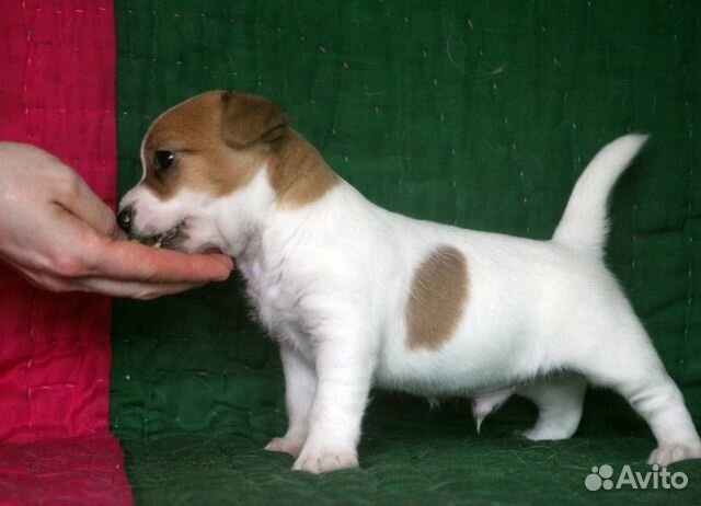 Гладкий мальчик Джек Рассел терьера