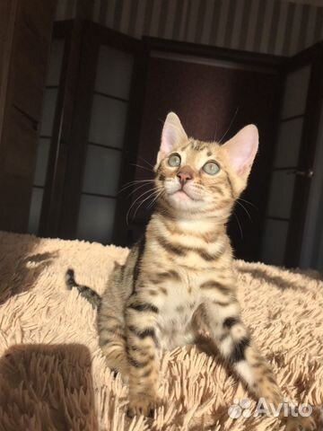 Котёнок бенгальской породы