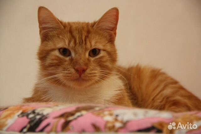 Солнечный Лучик в добрые руки