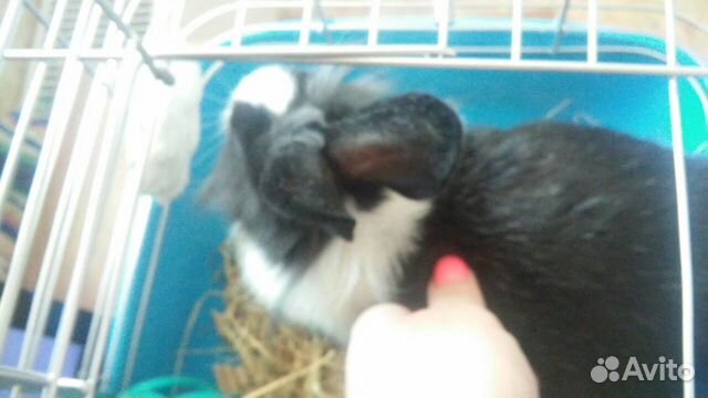 Крольчонок в дар