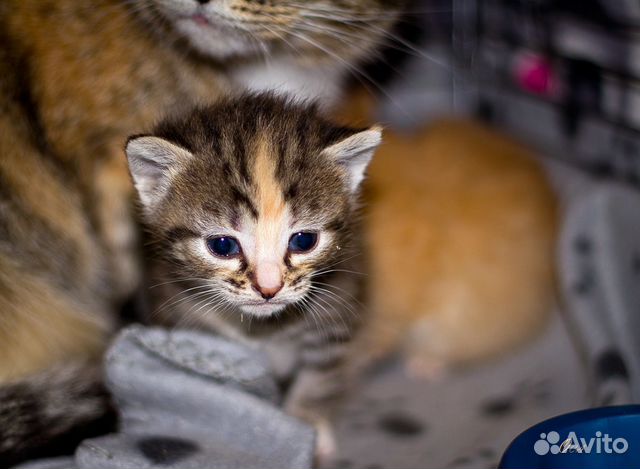 Котята,1 мес