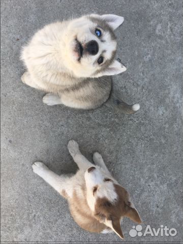 Щенки сибирской хаски