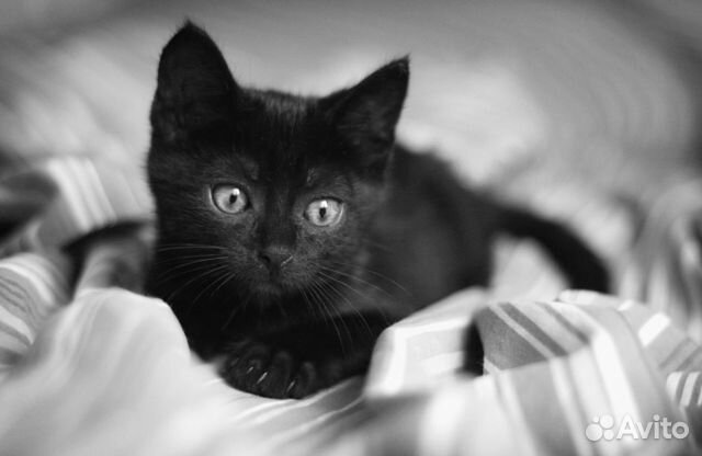 Бомбейской кошки котята 1,5 мес