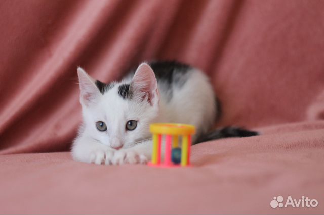Невероятно красивые котята ищут дом