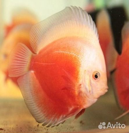 Дискус Красно-белый (Red-White)