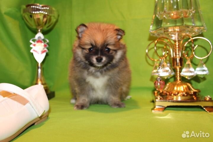 Шикарный мальчик померанский мини шпицуля