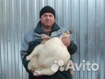 Индюшата биг-6