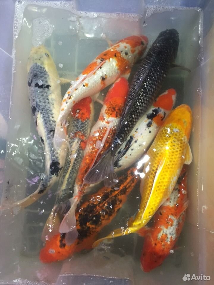 Карпы кои рыба для пруда