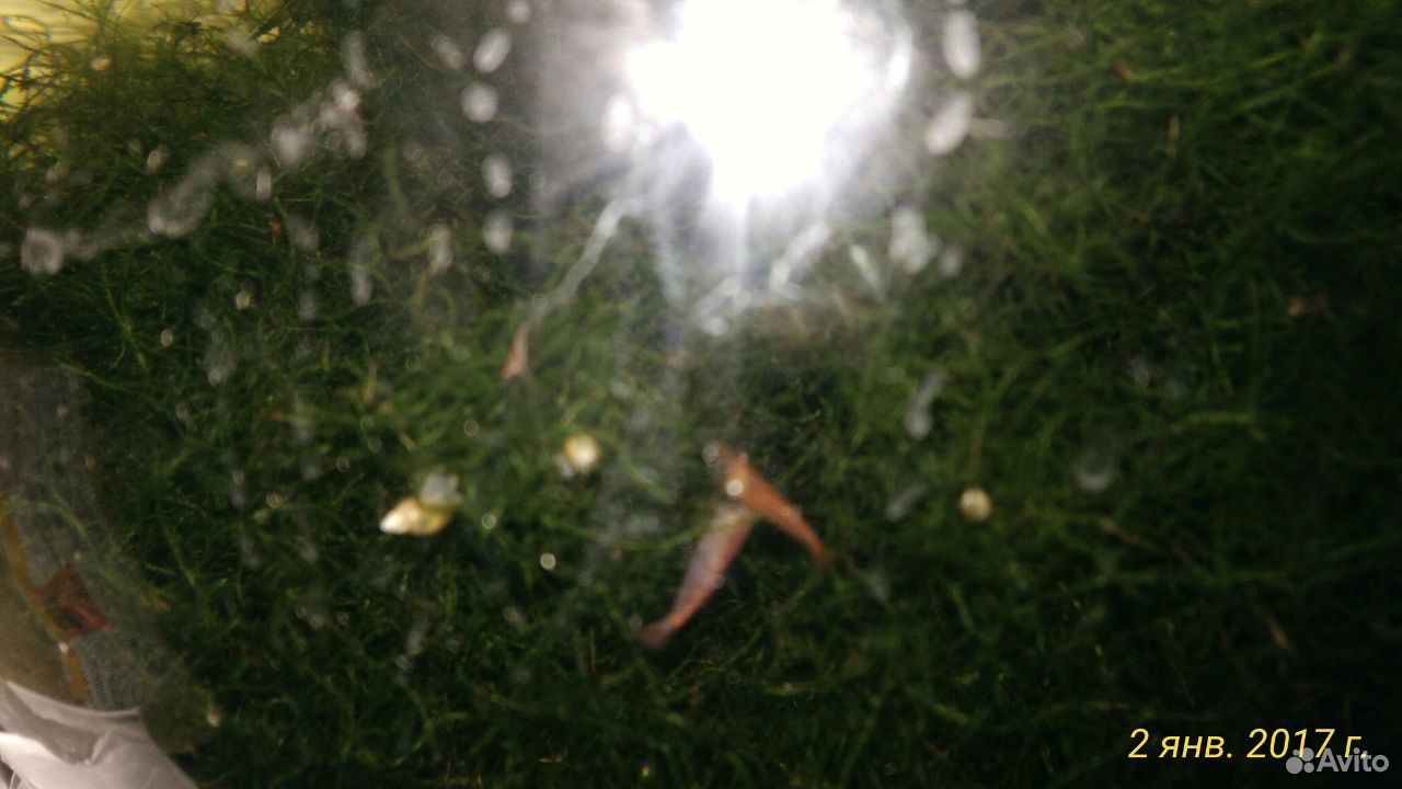 Креветки, Иванов мох, улитки