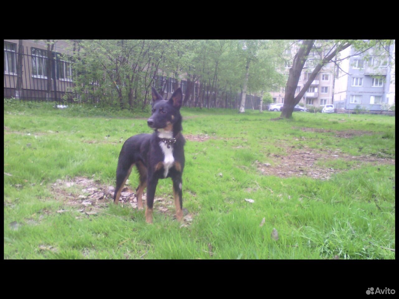 Красотка Молли в добрые руки